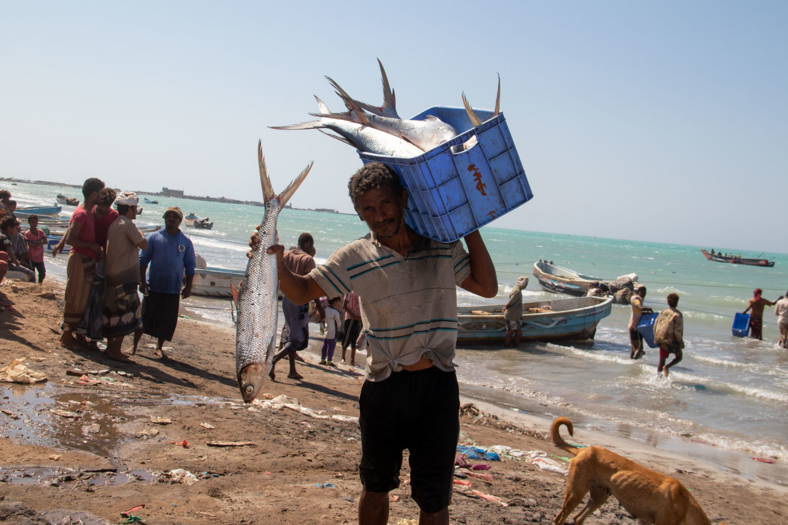 Report launch: Environmental Pathways for Reconciliation in Yemen | EIP